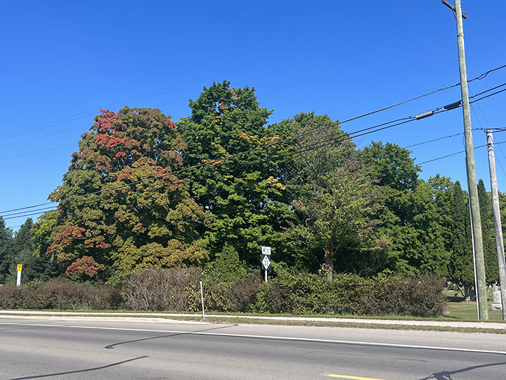 Northeast Michigan sees leaves change colors earlier than normal | News ...